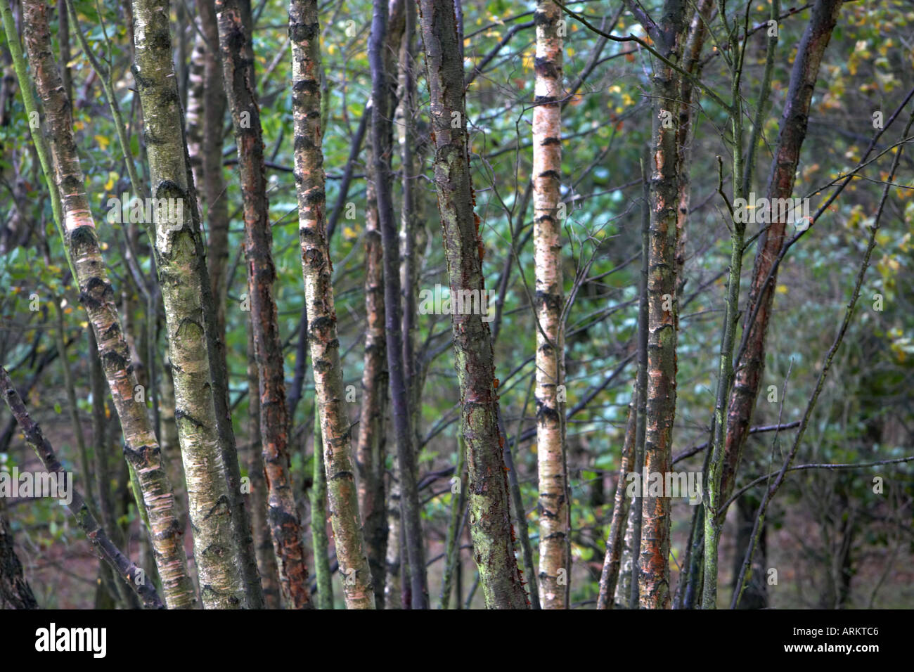 Silver birch tree sapling hi-res stock photography and images - Alamy