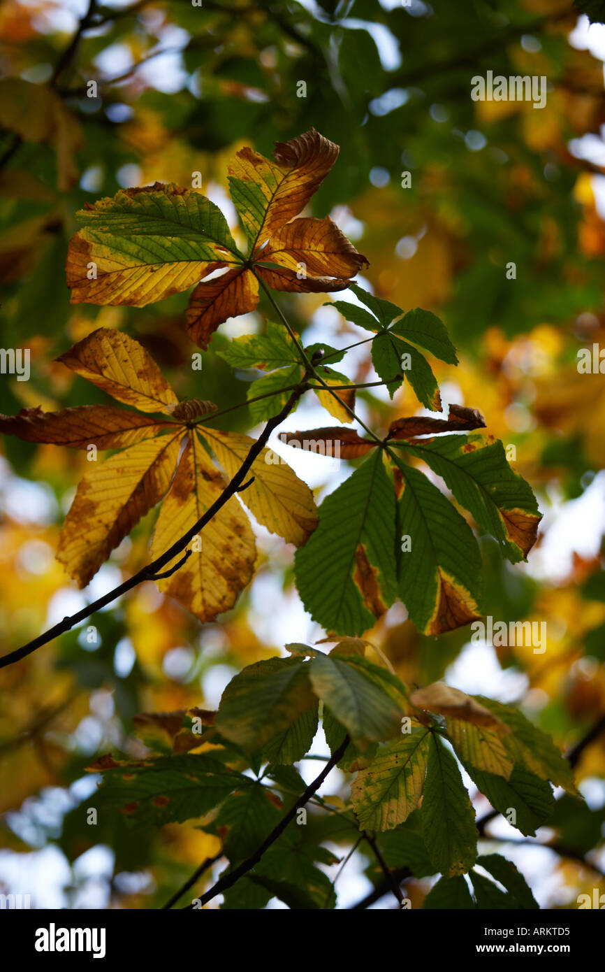 Horse chestnut tree autumn leaves hi-res stock photography and images ...