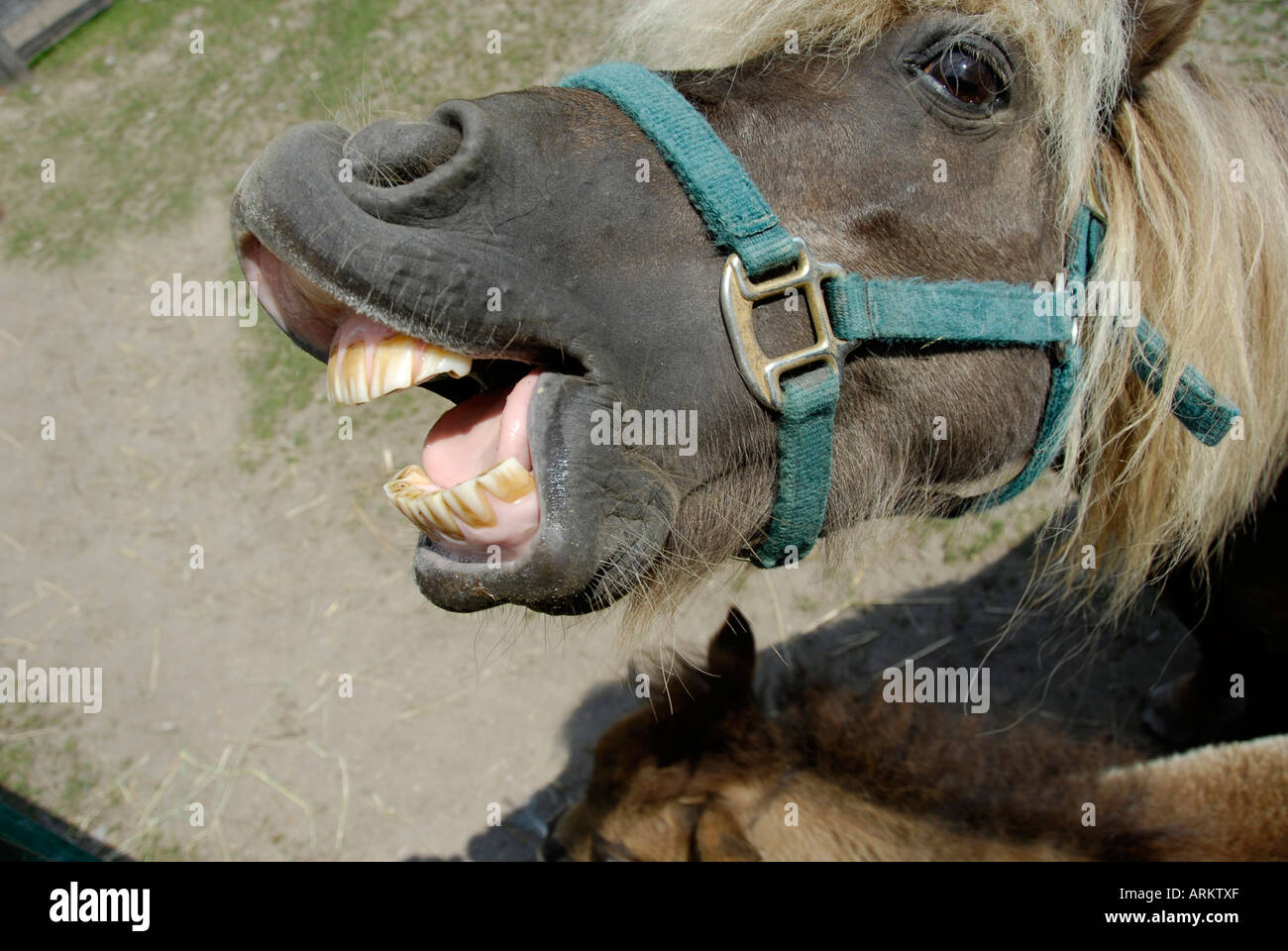 Donkey mouth open hi-res stock photography and images - Alamy
