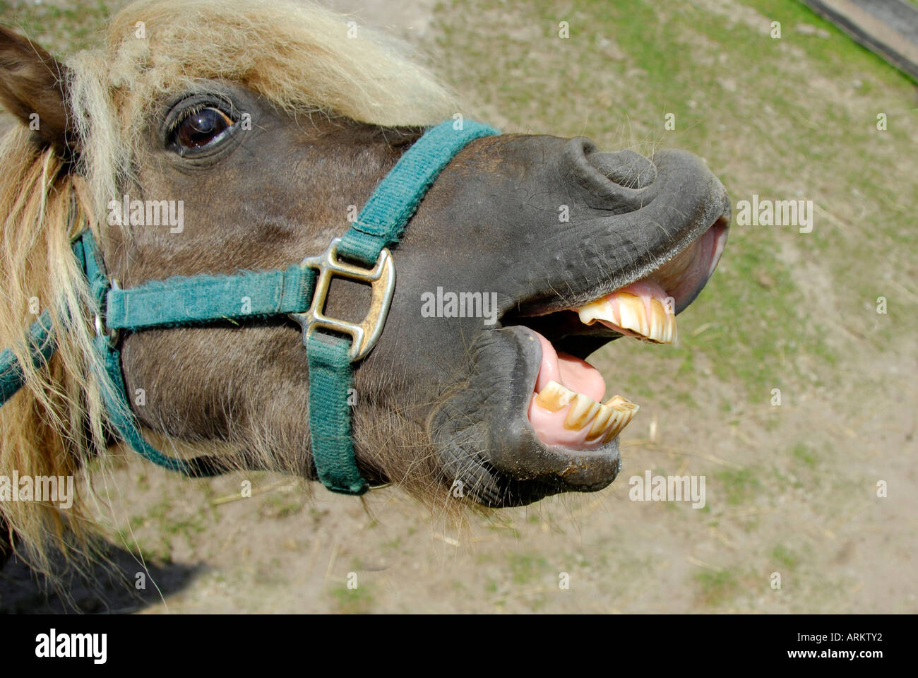 Donkey mouth open hi-res stock photography and images - Alamy
