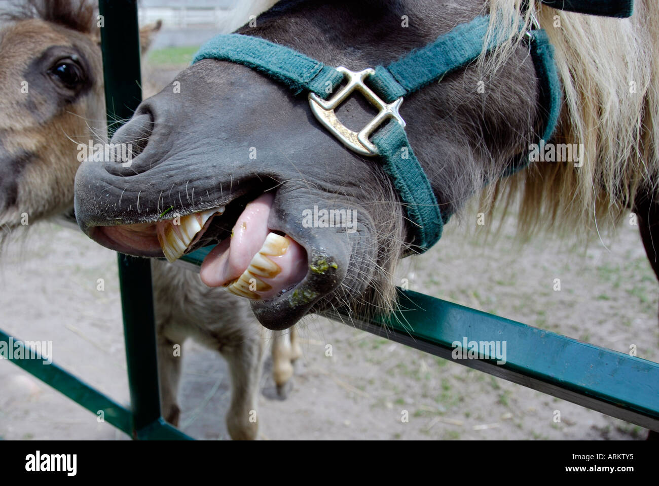 Donkey with mouth open looking for food Stock Photo - Alamy