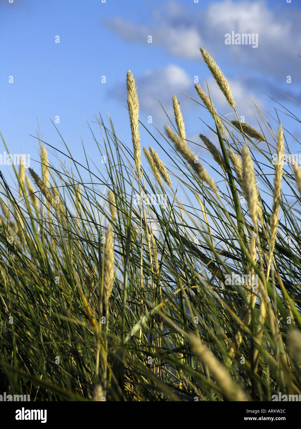 Wild grass in sand, Nida Neringa, The Curonian Spit National Park ...