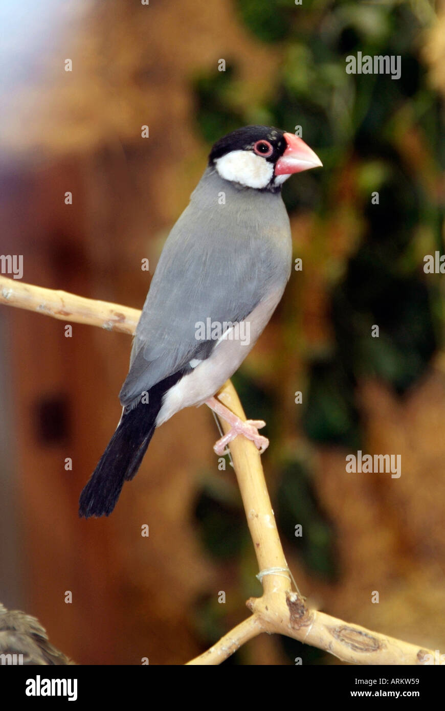 Pet finch birds perch on limb of tree Zebra Finch Stock Photo - Alamy