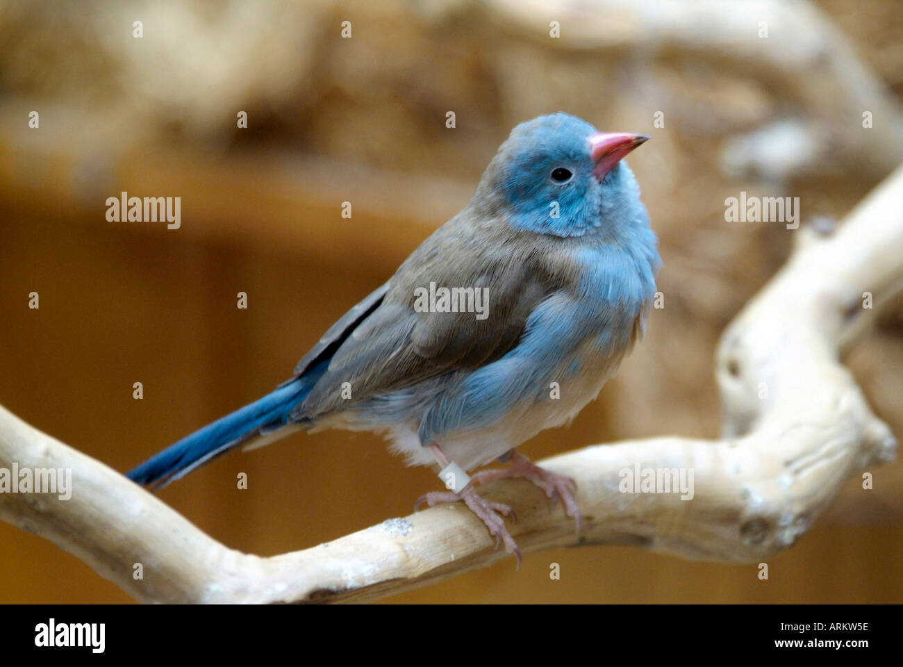 Pet finch birds perch on limb of tree Stock Photo - Alamy
