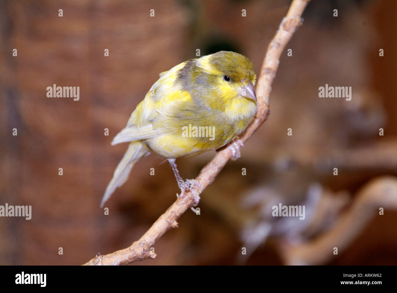 Pet finch birds perch on limb of tree Stock Photo - Alamy