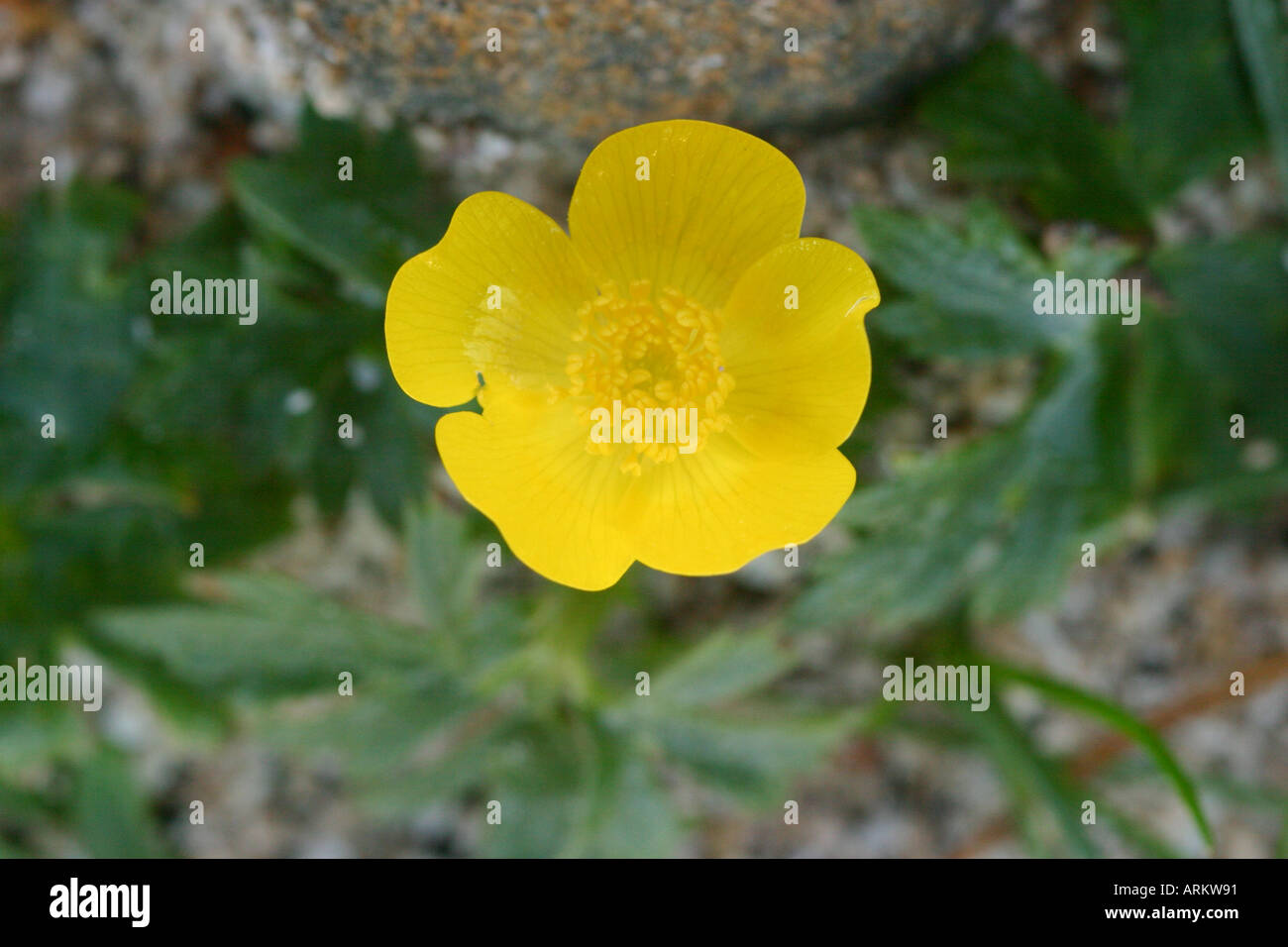 Poisonous ranunculus hi-res stock photography and images - Alamy