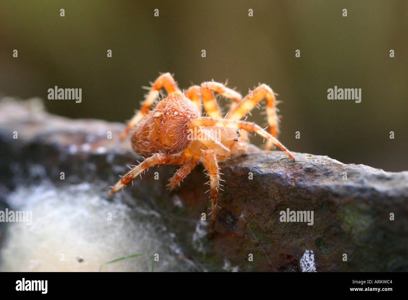 Araneus diadematus Spider or garden spider Stock Photo - Alamy
