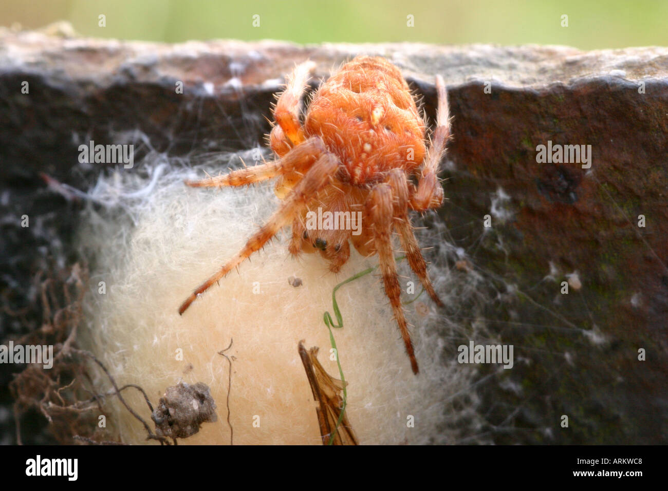 Araneus diadematus Spider or garden spider Stock Photo - Alamy