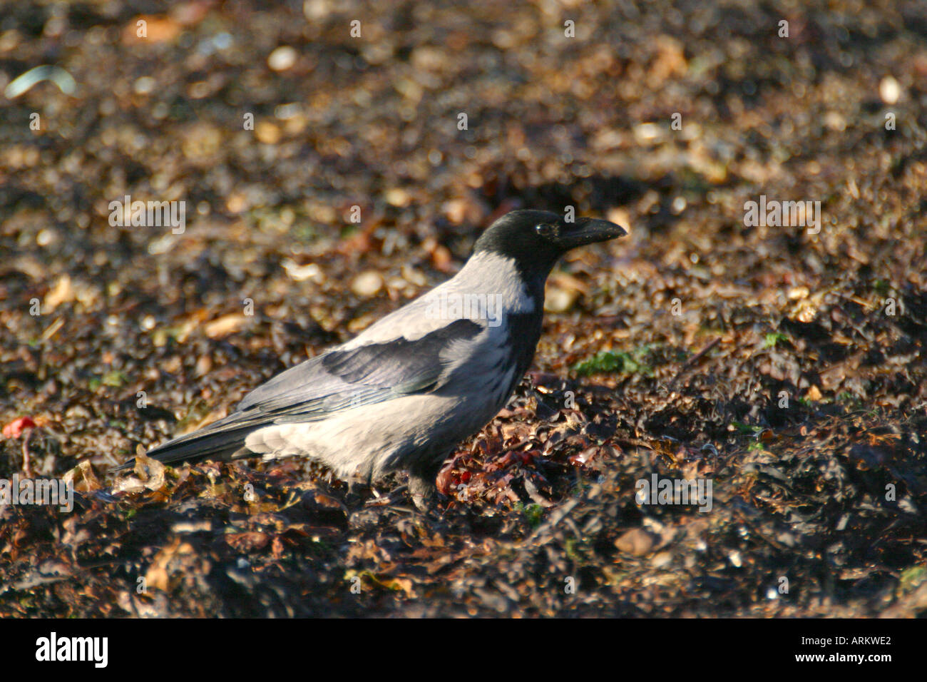 Hooded crow scotland hi-res stock photography and images - Alamy