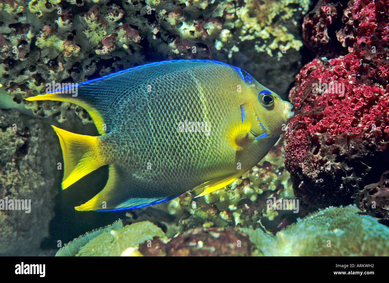 Blue Angel fish in an aquarium Wiltshire UK EU Stock Photo - Alamy
