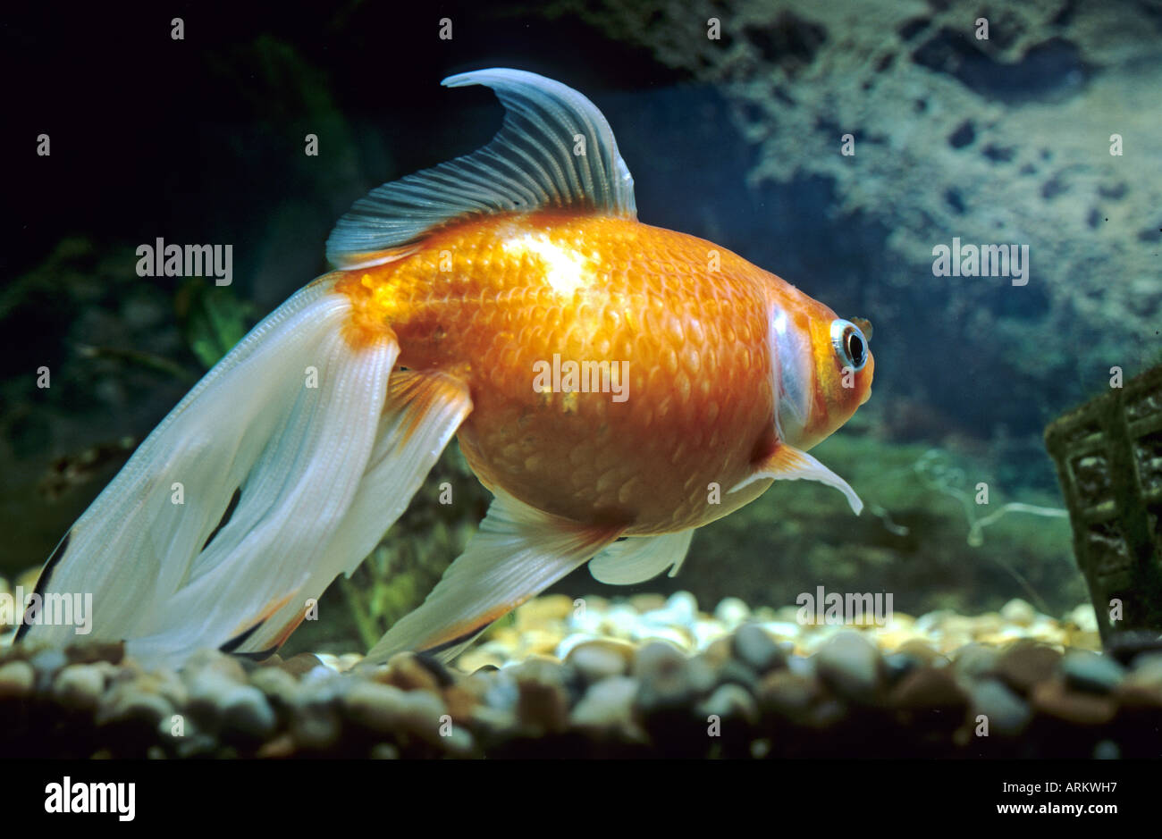 Veil tailed goldfish in an aquarium Wiltshire UK EU Stock Photo - Alamy