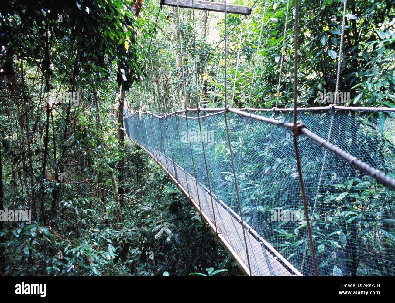 Canopy, Canopy walk, Observation Bridge Stock Photo - Alamy