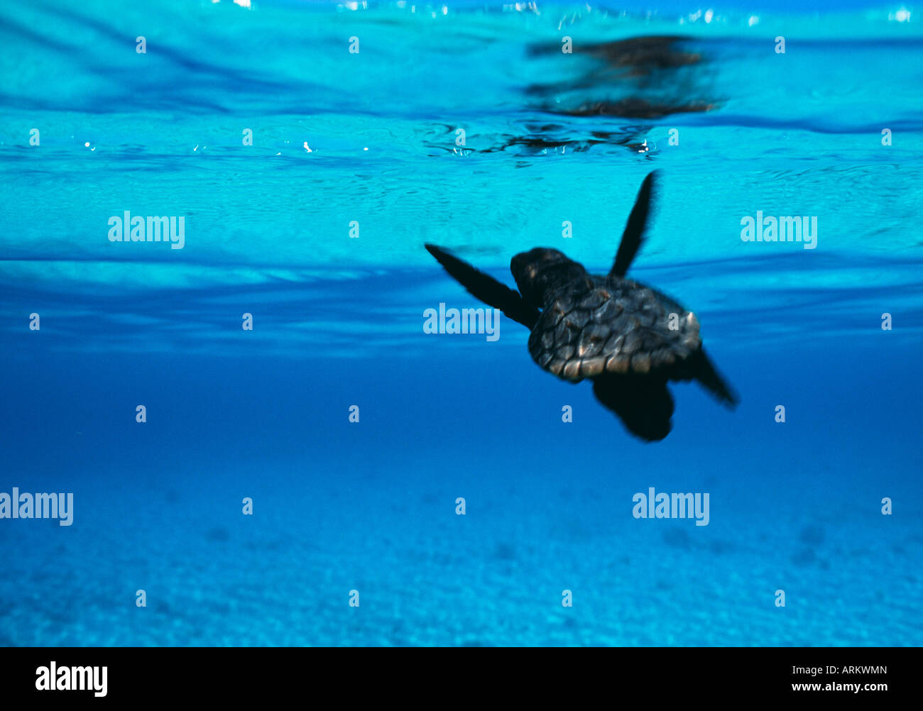 Sea turtle okinawa japan hi-res stock photography and images - Alamy