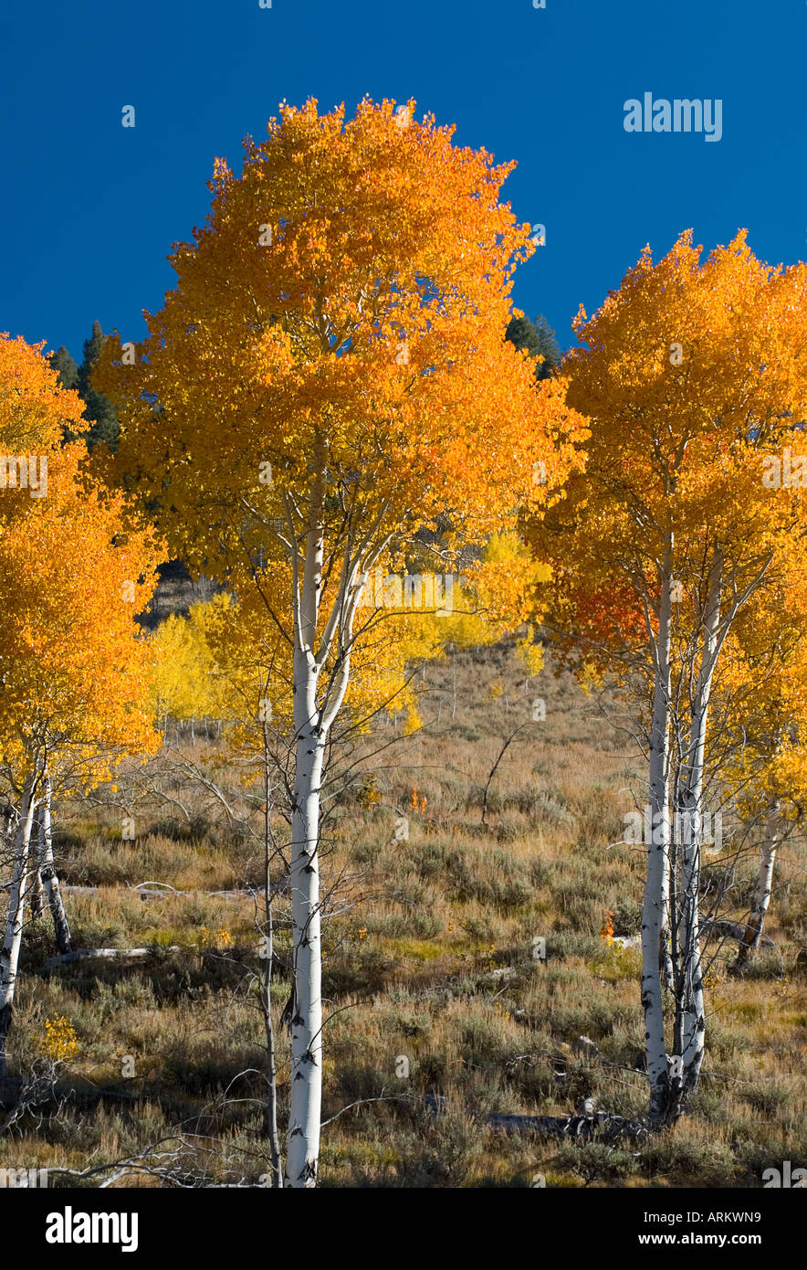 Sawtooth scenic byway autumn hi-res stock photography and images - Alamy