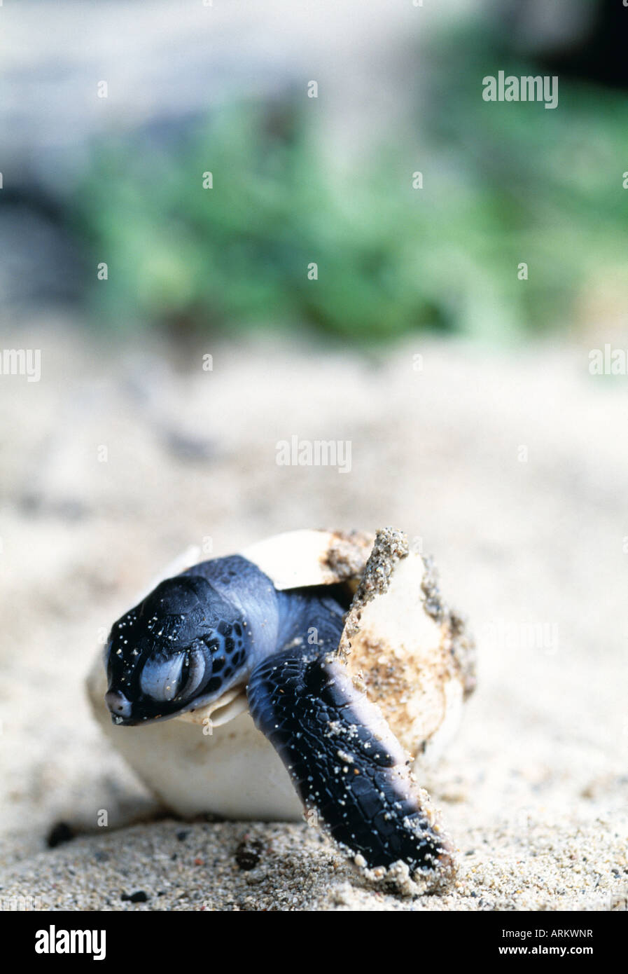 Green turtle (Chelonia mydas) hatching from egg Stock Photo - Alamy