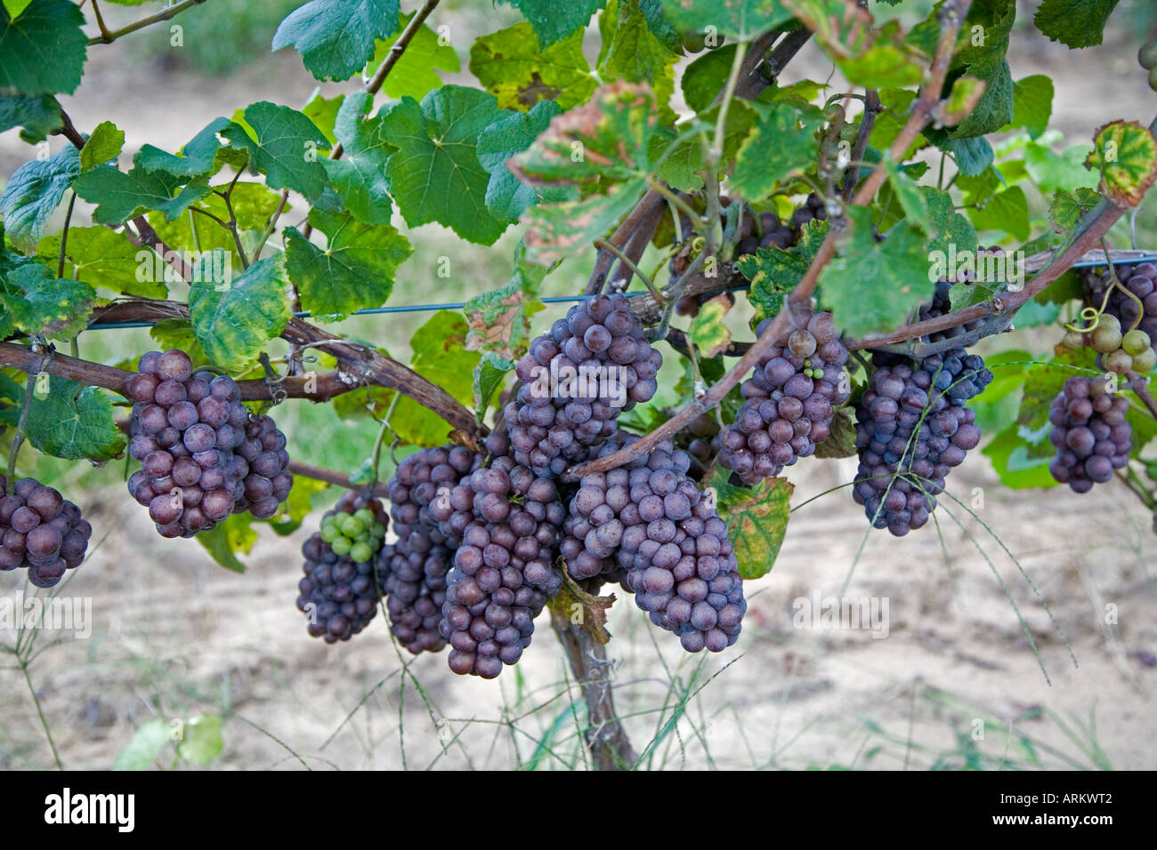 Wine grape harvest midwest hi-res stock photography and images - Alamy