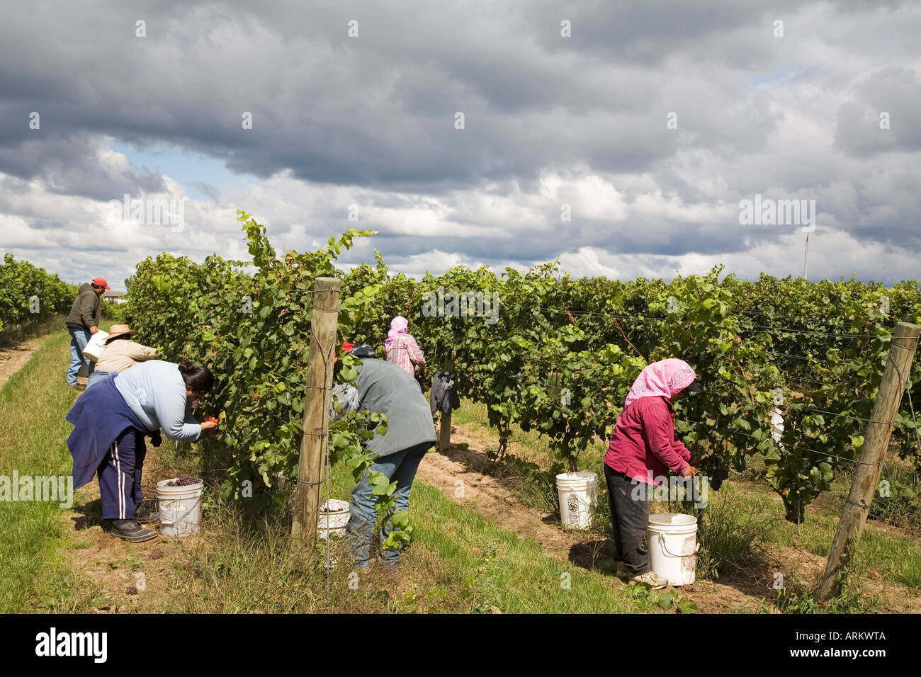 Migrant Workers Harvest Wine Grapes Stock Photo - Alamy