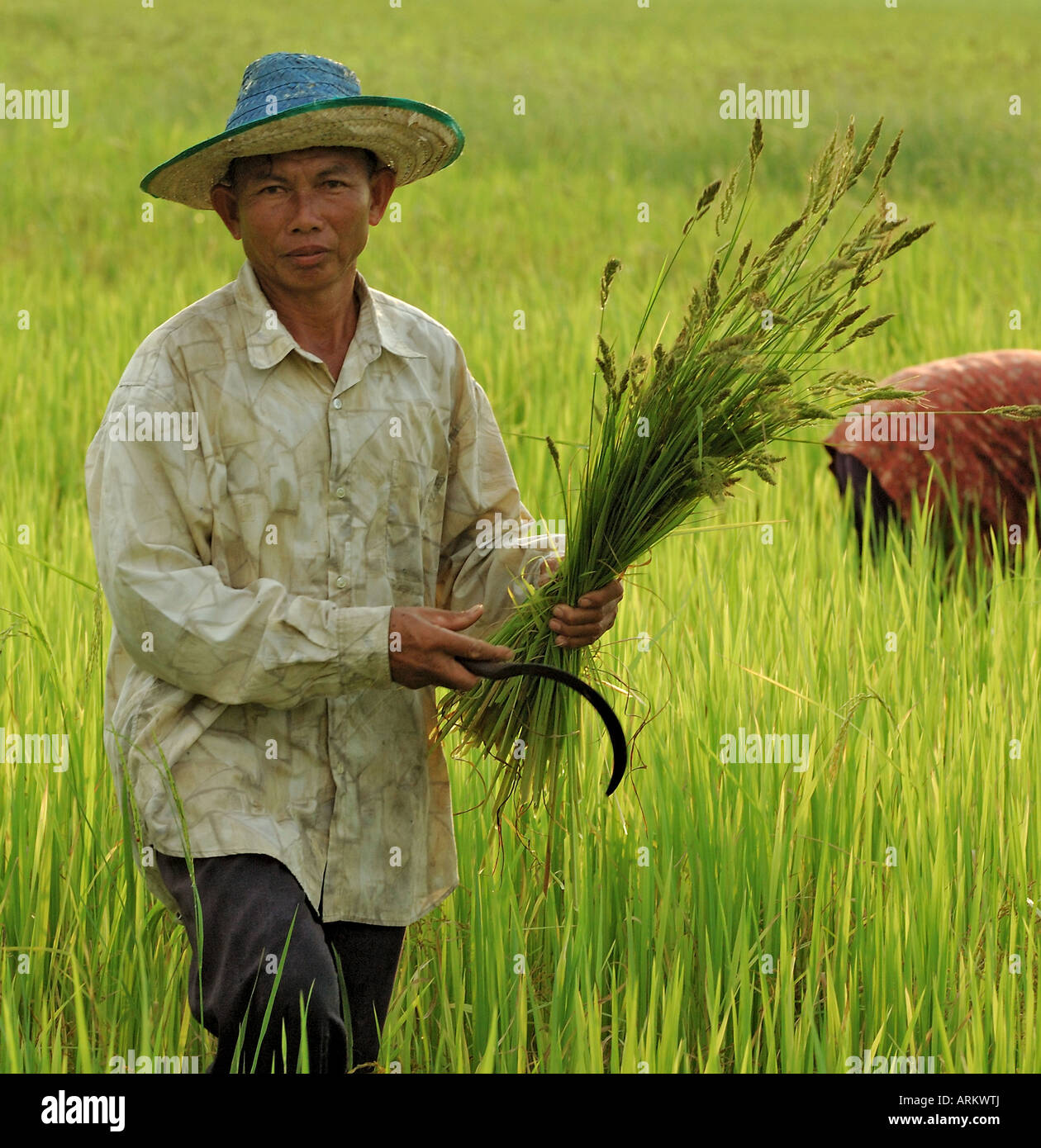 Thai rice farmer Stock Photo - Alamy