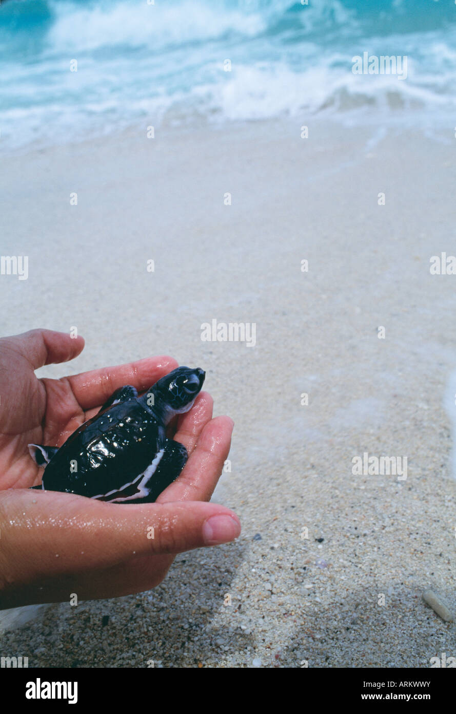 Hands holding sea turtles hi-res stock photography and images - Alamy