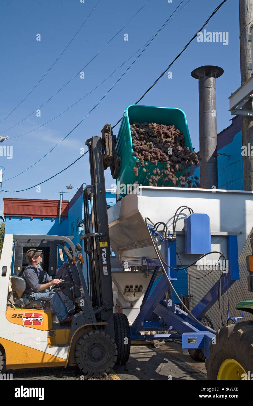 Unloading of the grapes hi-res stock photography and images - Alamy