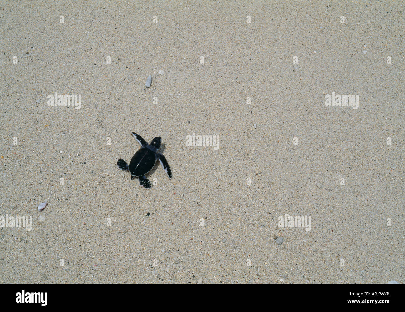 Japan reptiles hi-res stock photography and images - Alamy