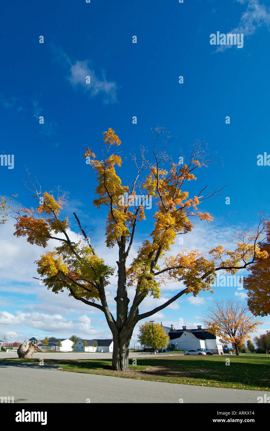 Colorful foliage during autumn fall color season in Michigan Stock ...