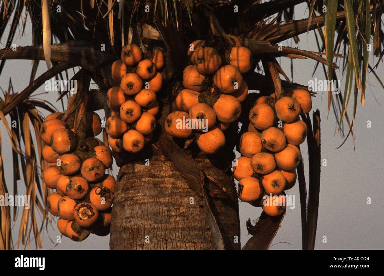 Fruit of the Borassus Palm Stock Photo - Alamy