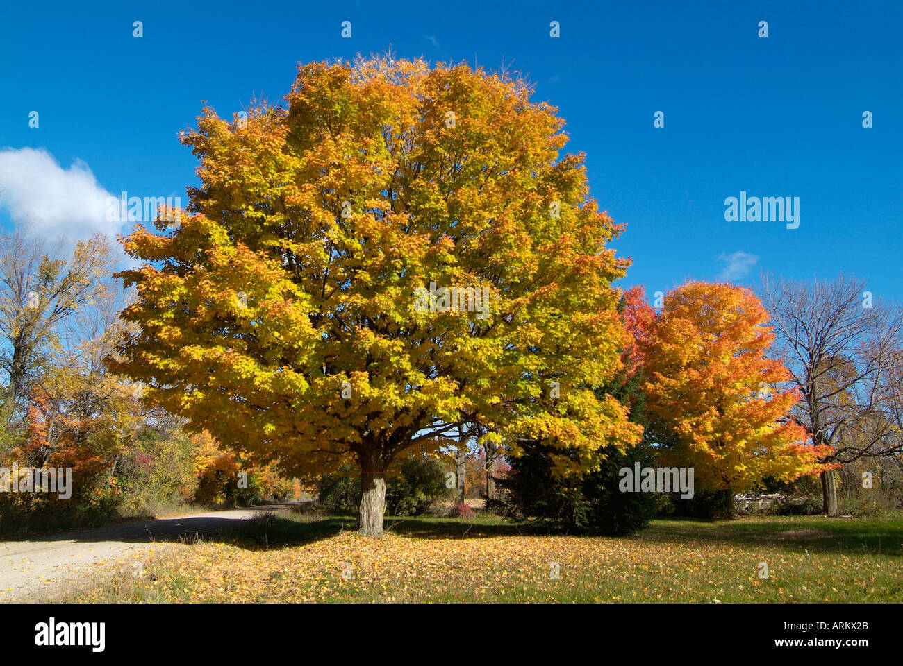 Country road leading to infinity during autumn fall color season in ...