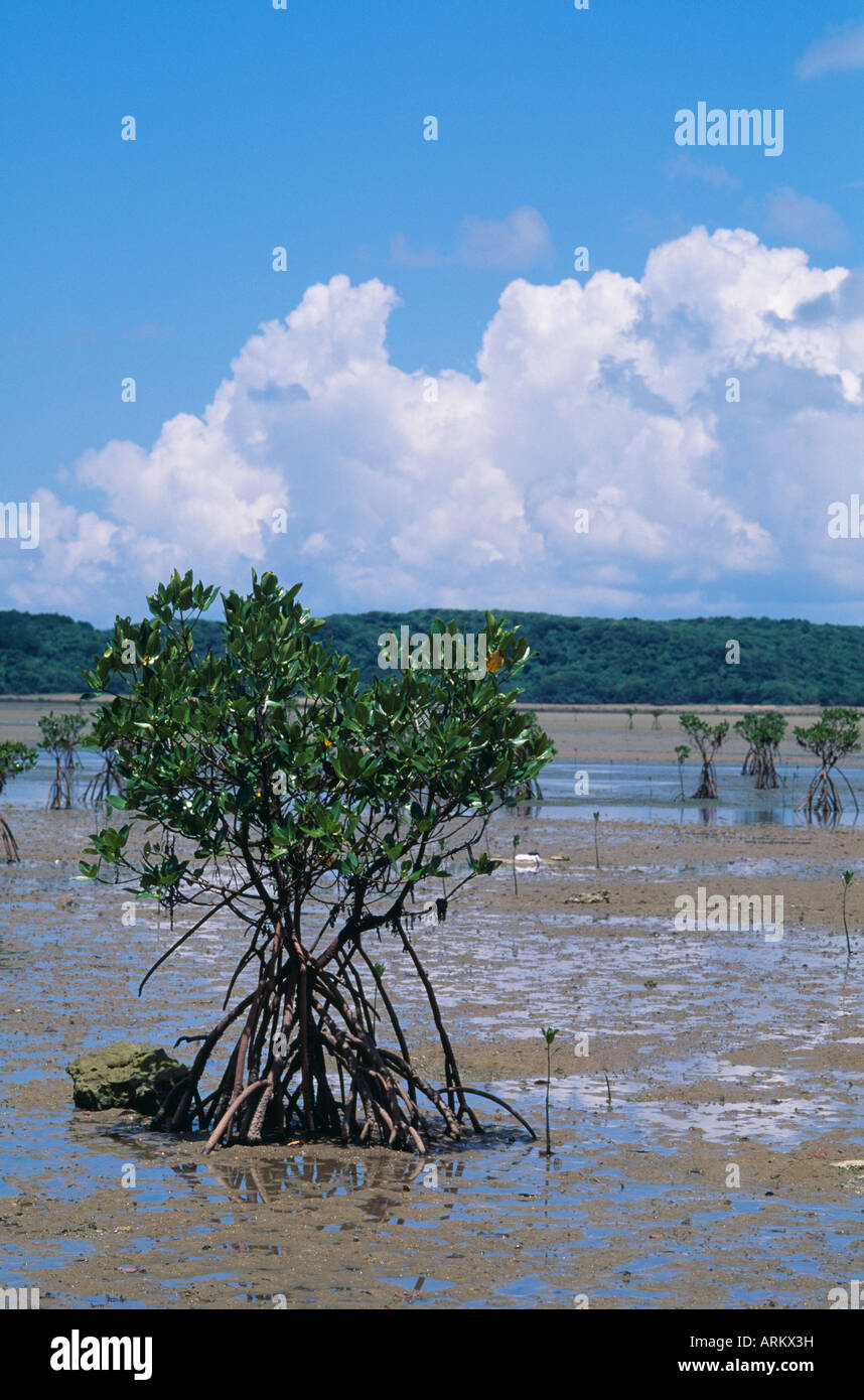 Mangrove trees, Okinawa, Japan Stock Photo - Alamy
