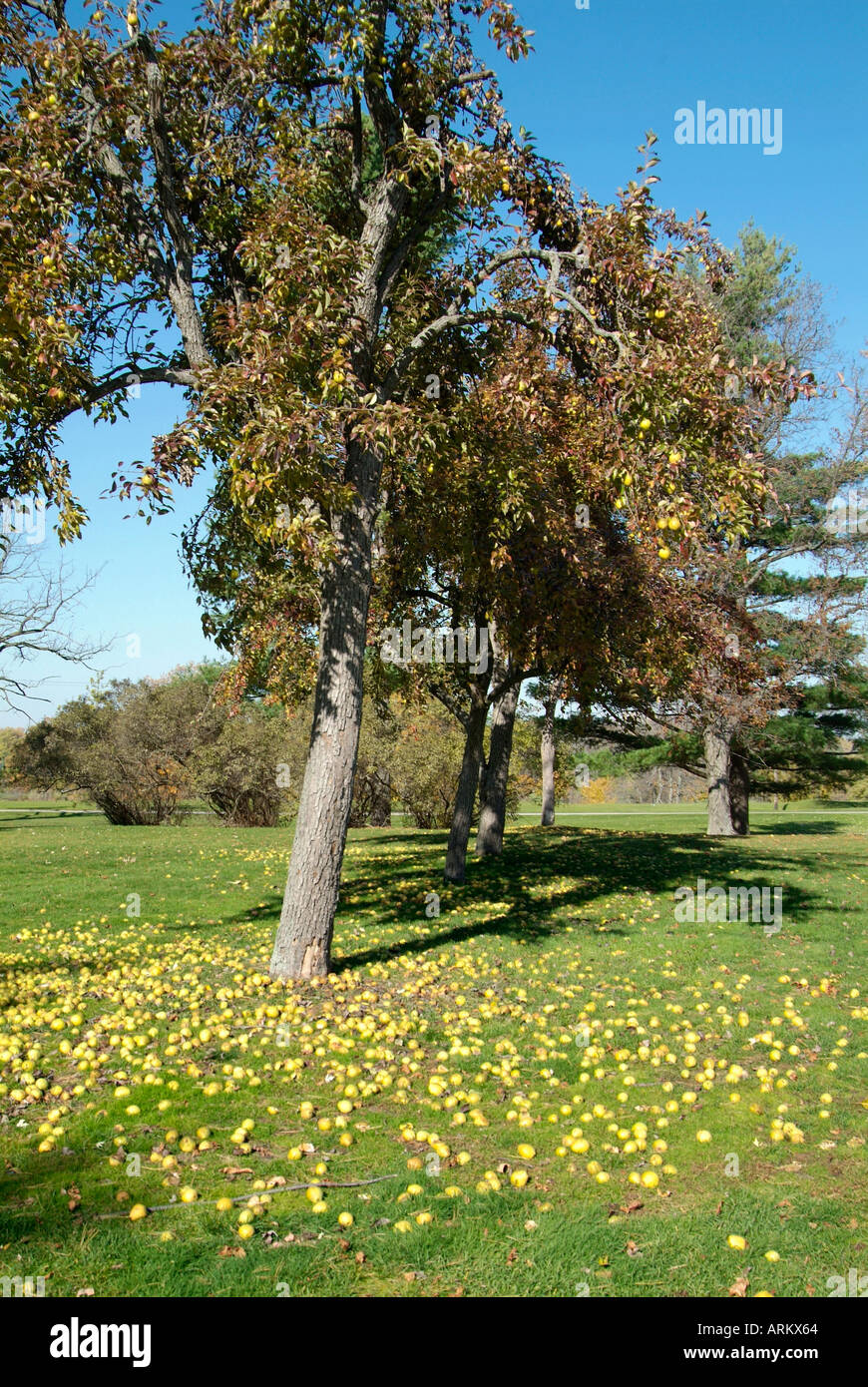 Pear fruit tree with pears on the ground Stock Photo - Alamy
