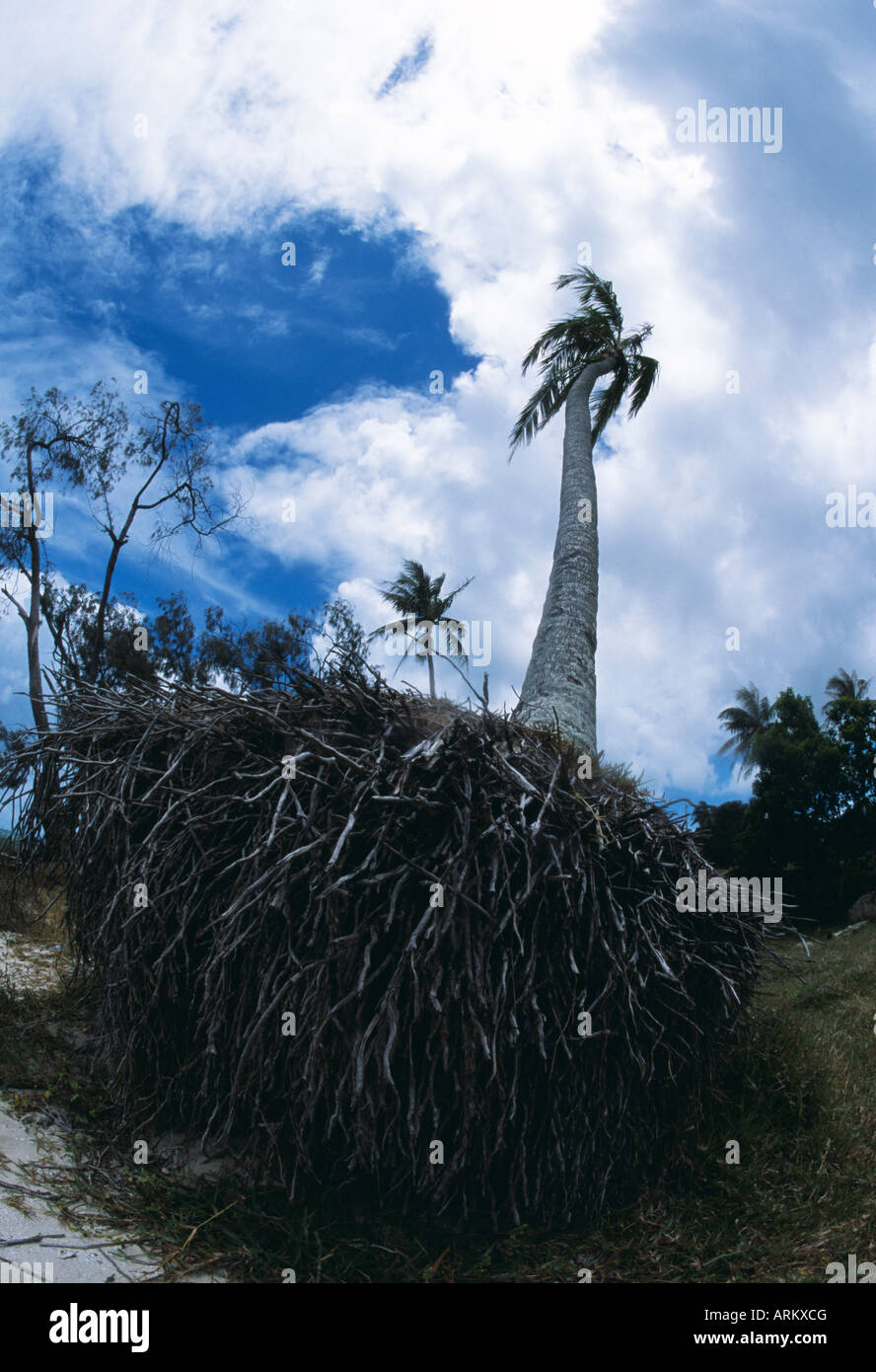 Hurricane damaged palm trees hi-res stock photography and images - Alamy