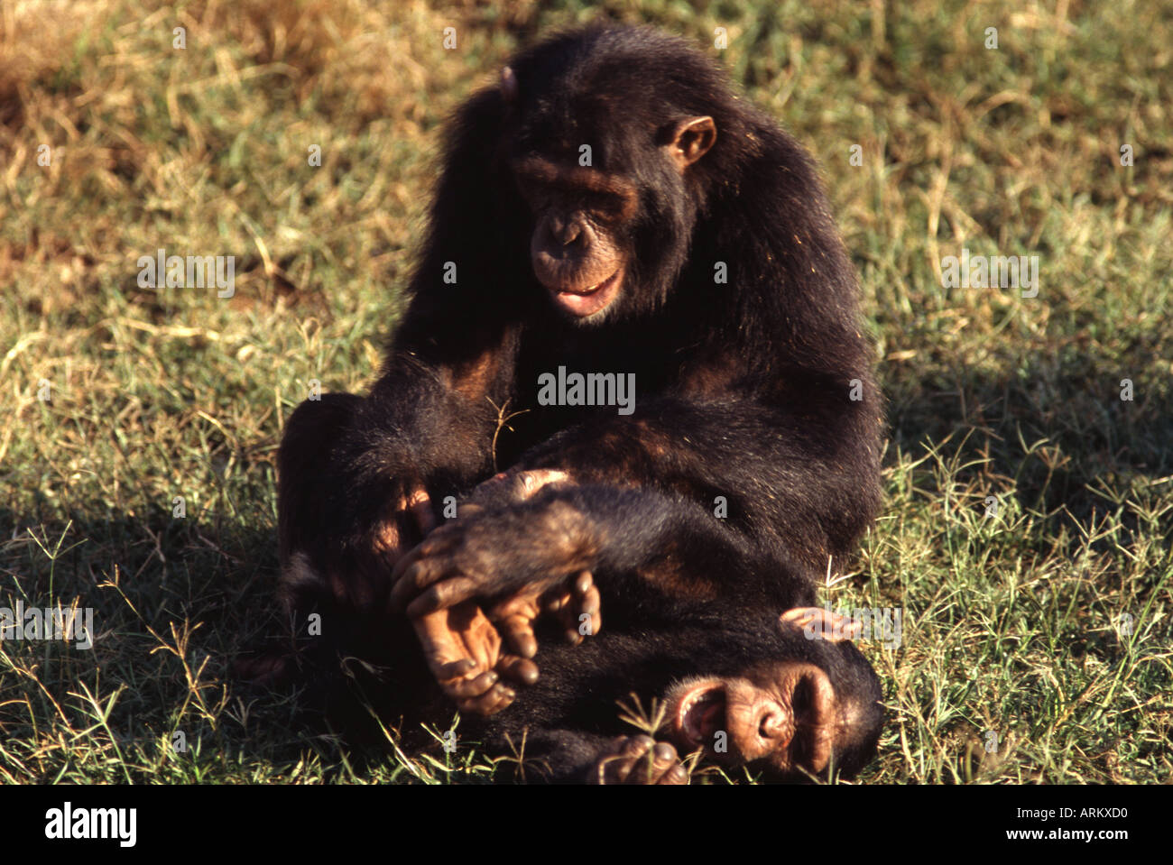 chimps playing, Pan troglodytes Stock Photo - Alamy
