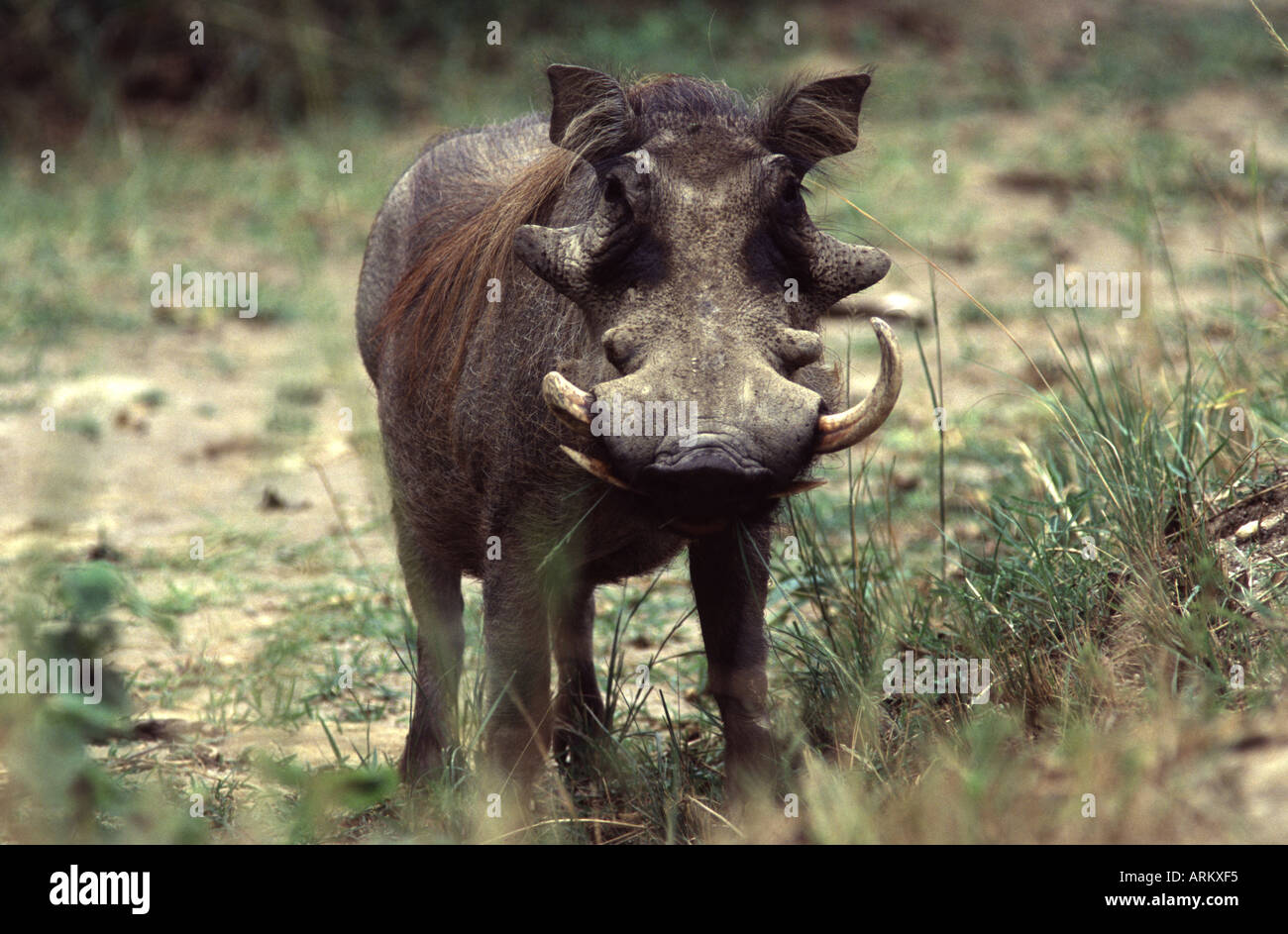 Warthog sounder hi-res stock photography and images - Alamy