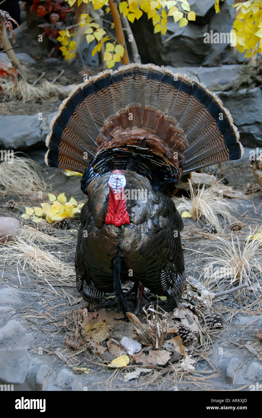 Eastern Turkey game bird Stock Photo - Alamy