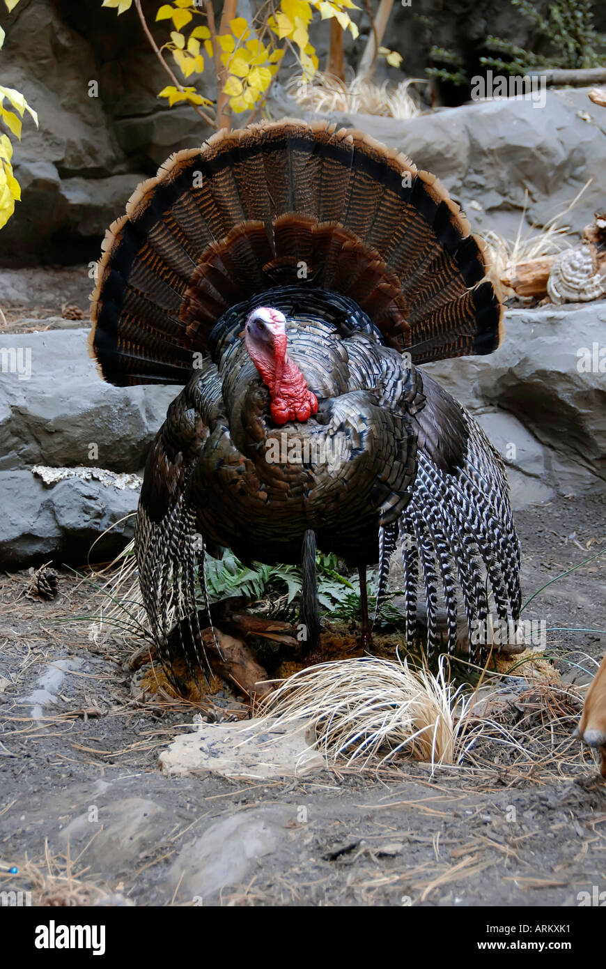 Eastern Turkey game bird Stock Photo - Alamy