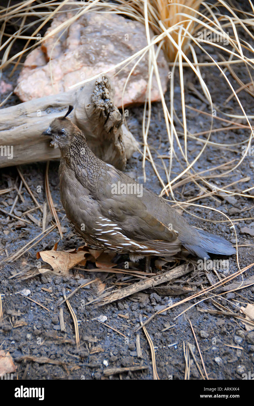 Quail hunt hi-res stock photography and images - Alamy
