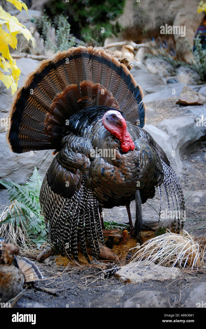 Eastern Turkey game bird Stock Photo - Alamy
