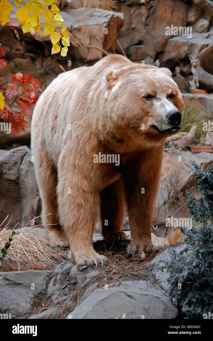 Large Grizzly Bear Stock Photo - Alamy