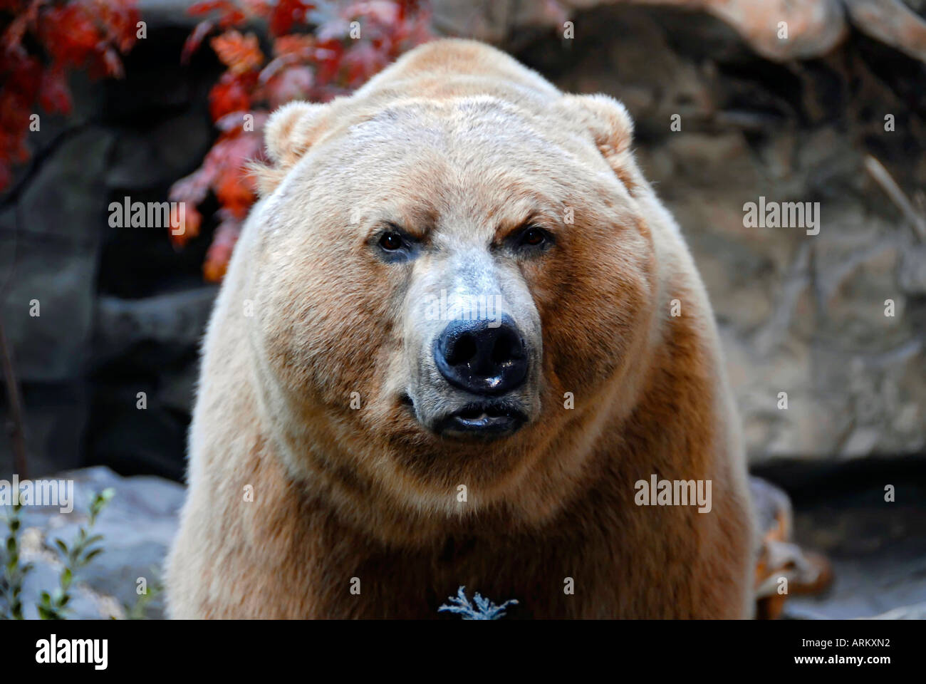 Large Grizzly Bear Stock Photo - Alamy