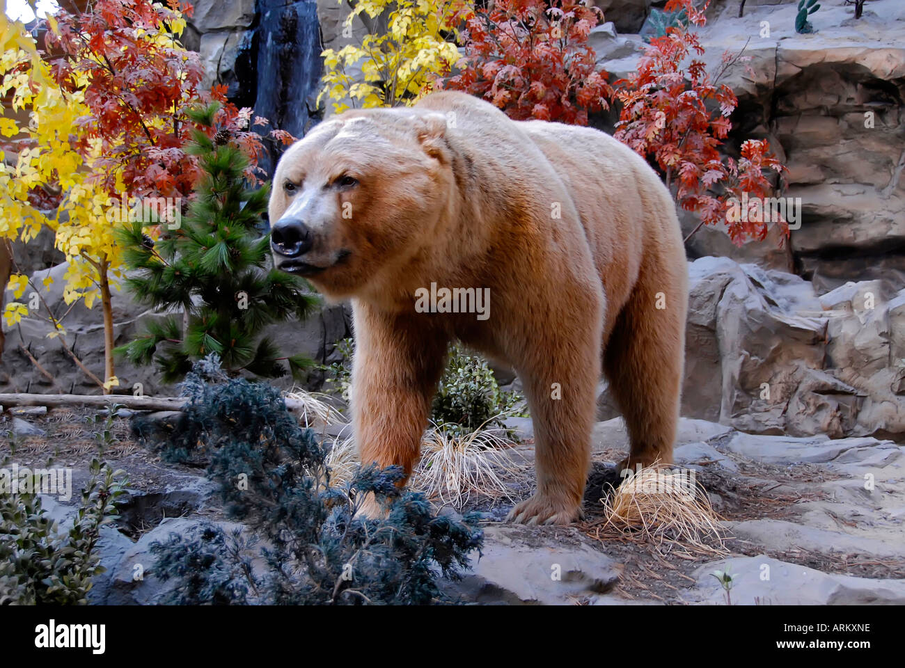 Large Grizzly Bear Stock Photo - Alamy