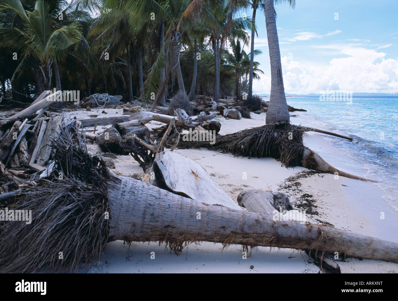 Fallen palm tree on beach, Sabah, Malaysia Stock Photo - Alamy