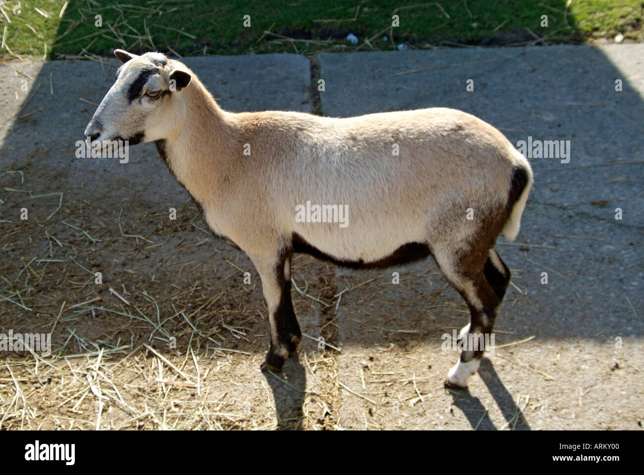 Common domesticated goat hi-res stock photography and images - Alamy