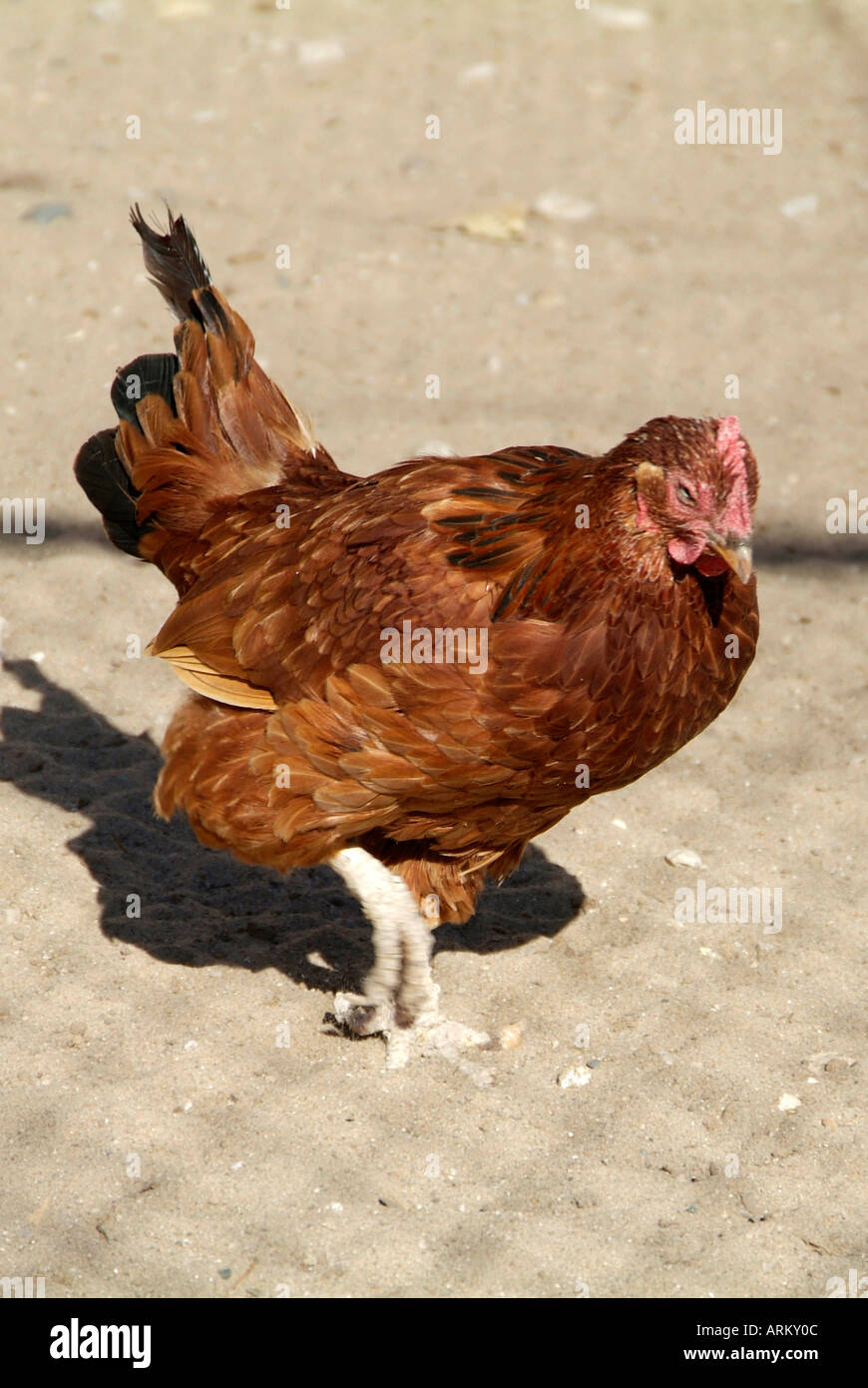 Chicken rooster bird Stock Photo - Alamy