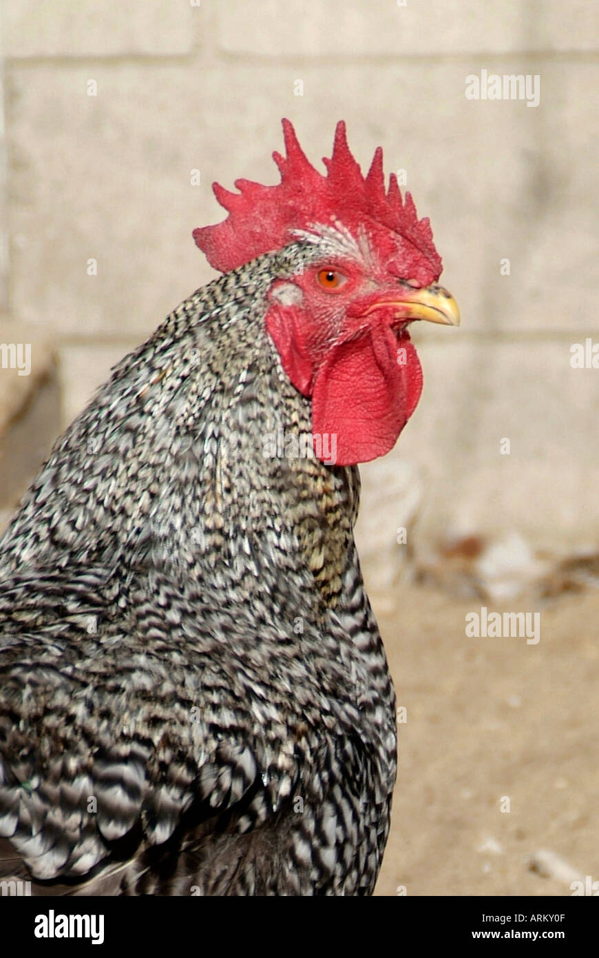 Chicken rooster bird Stock Photo - Alamy