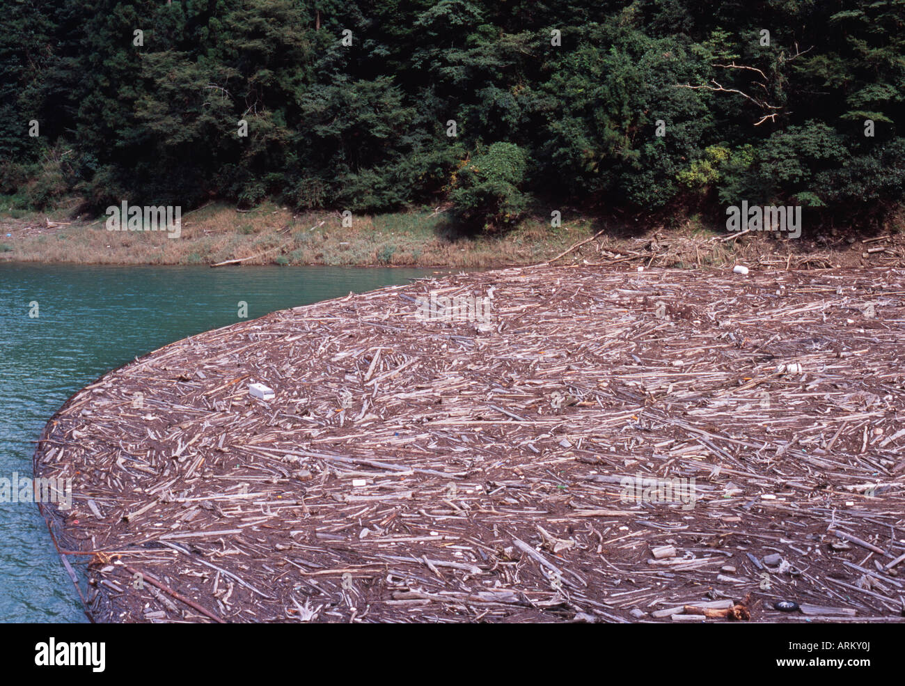 drift wood logs, Nara, Japan Stock Photo - Alamy