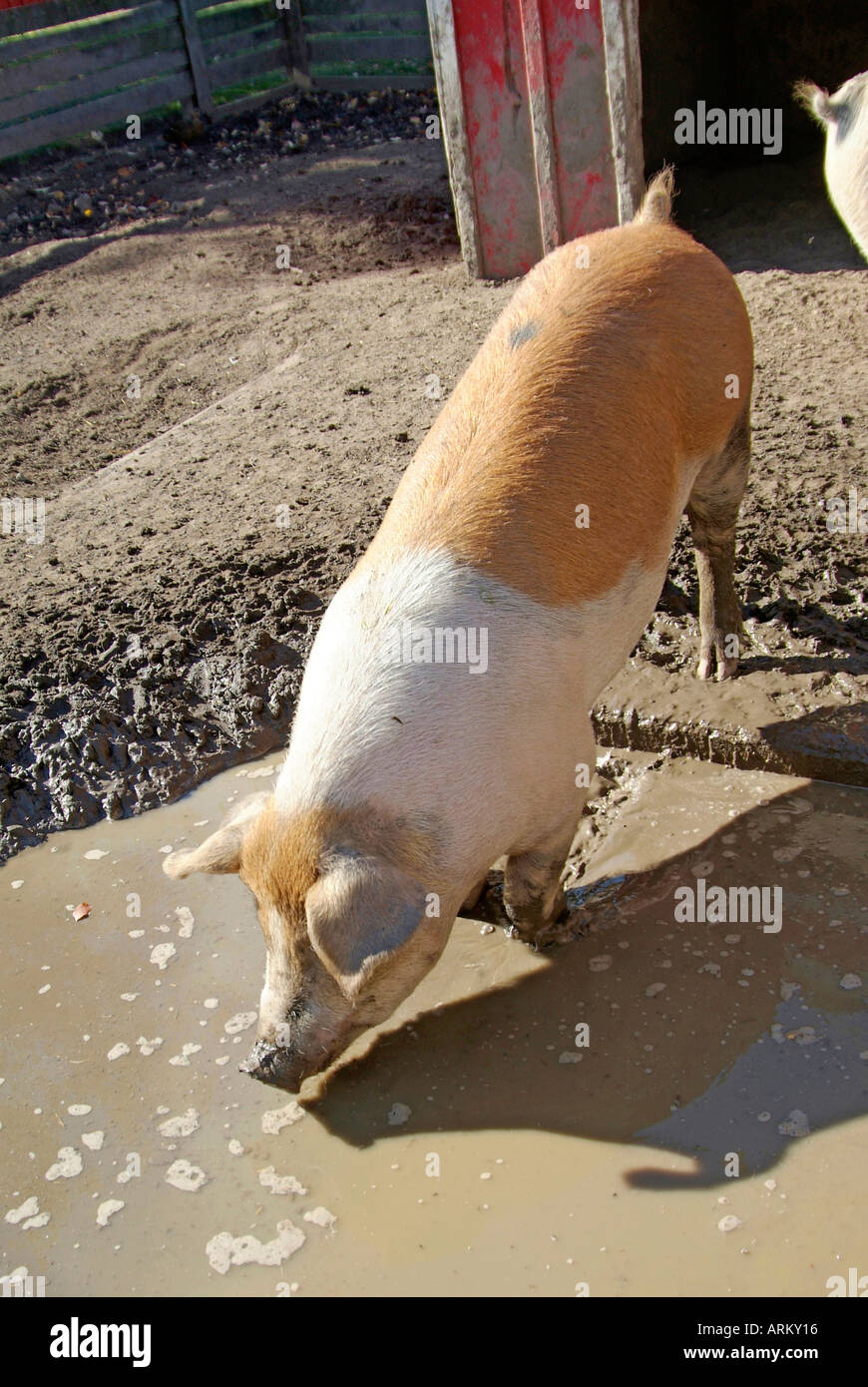 Pig farming rural hi-res stock photography and images - Alamy