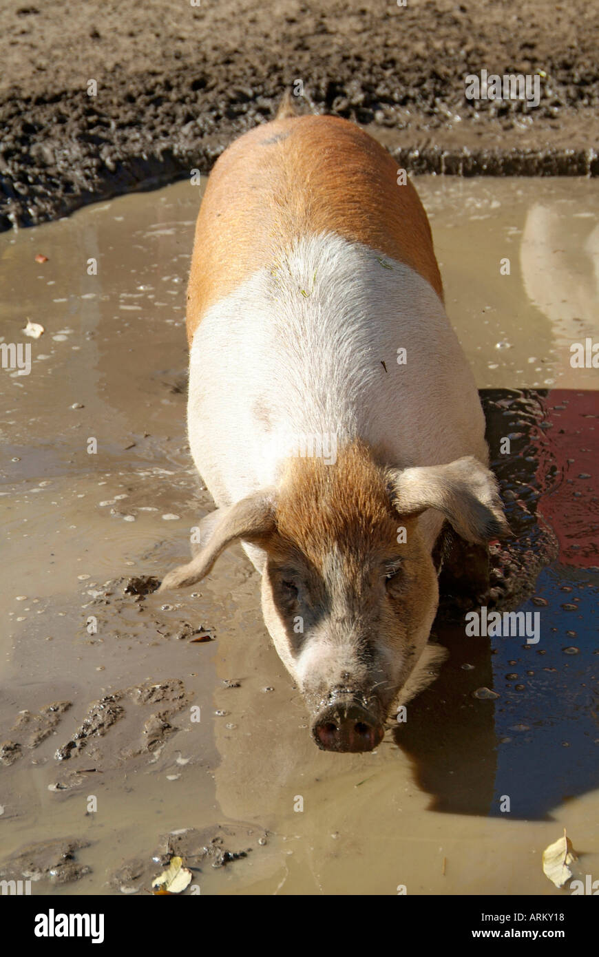 Pigpen farm hi-res stock photography and images - Alamy