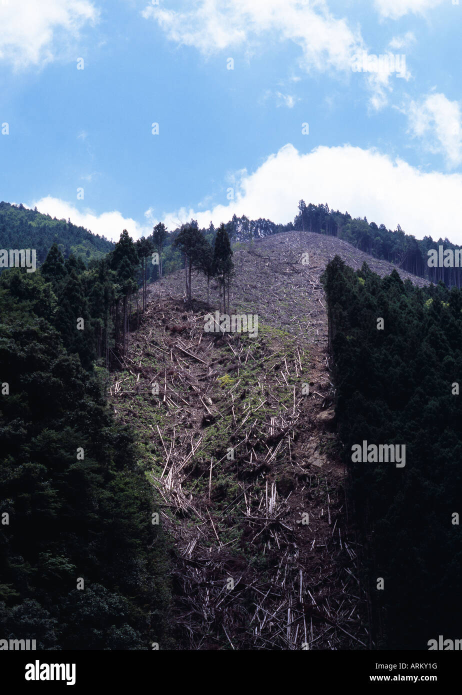 Deforestation images hi-res stock photography and images - Alamy