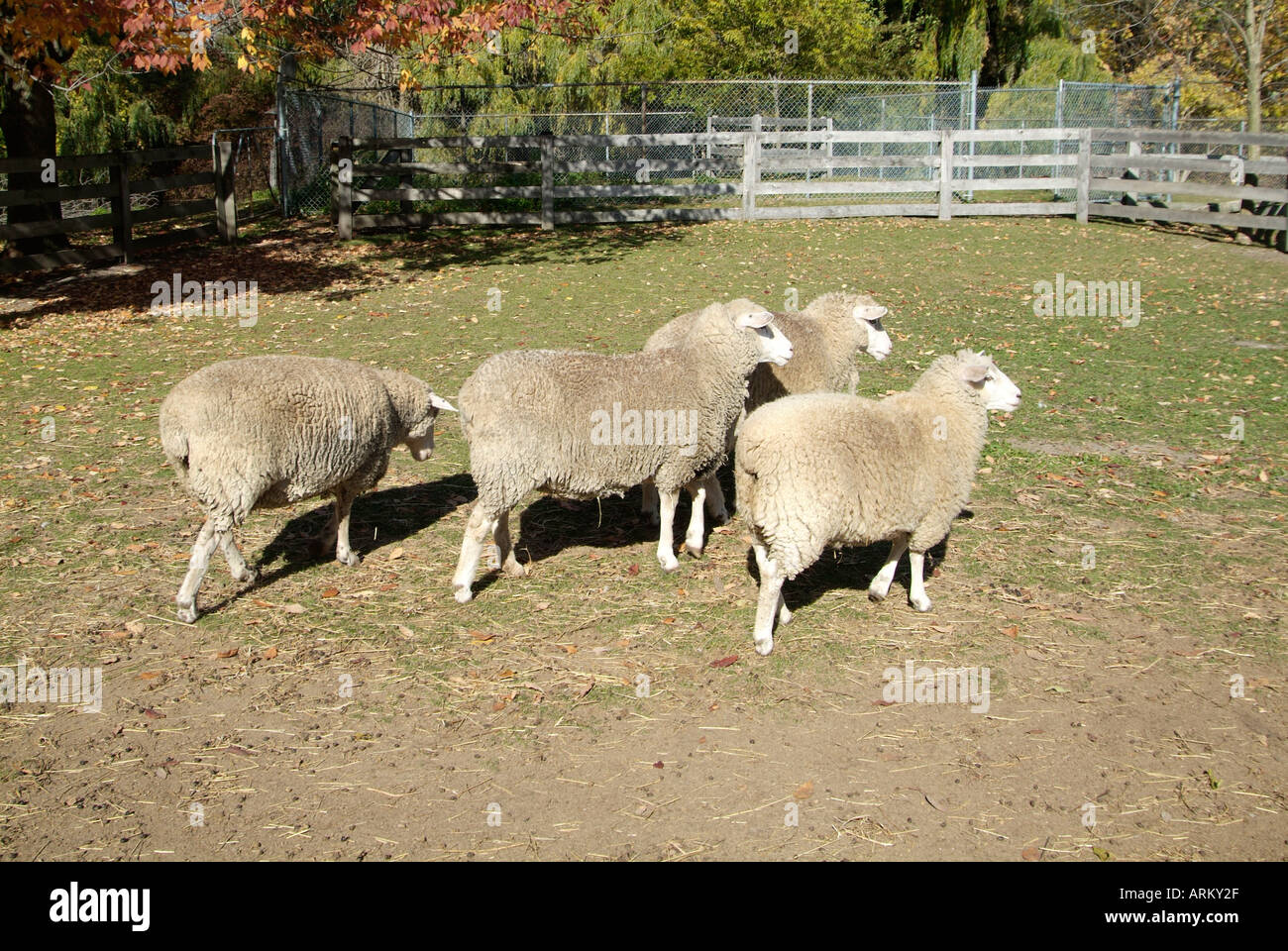 Domestic Sheep lamb Stock Photo - Alamy