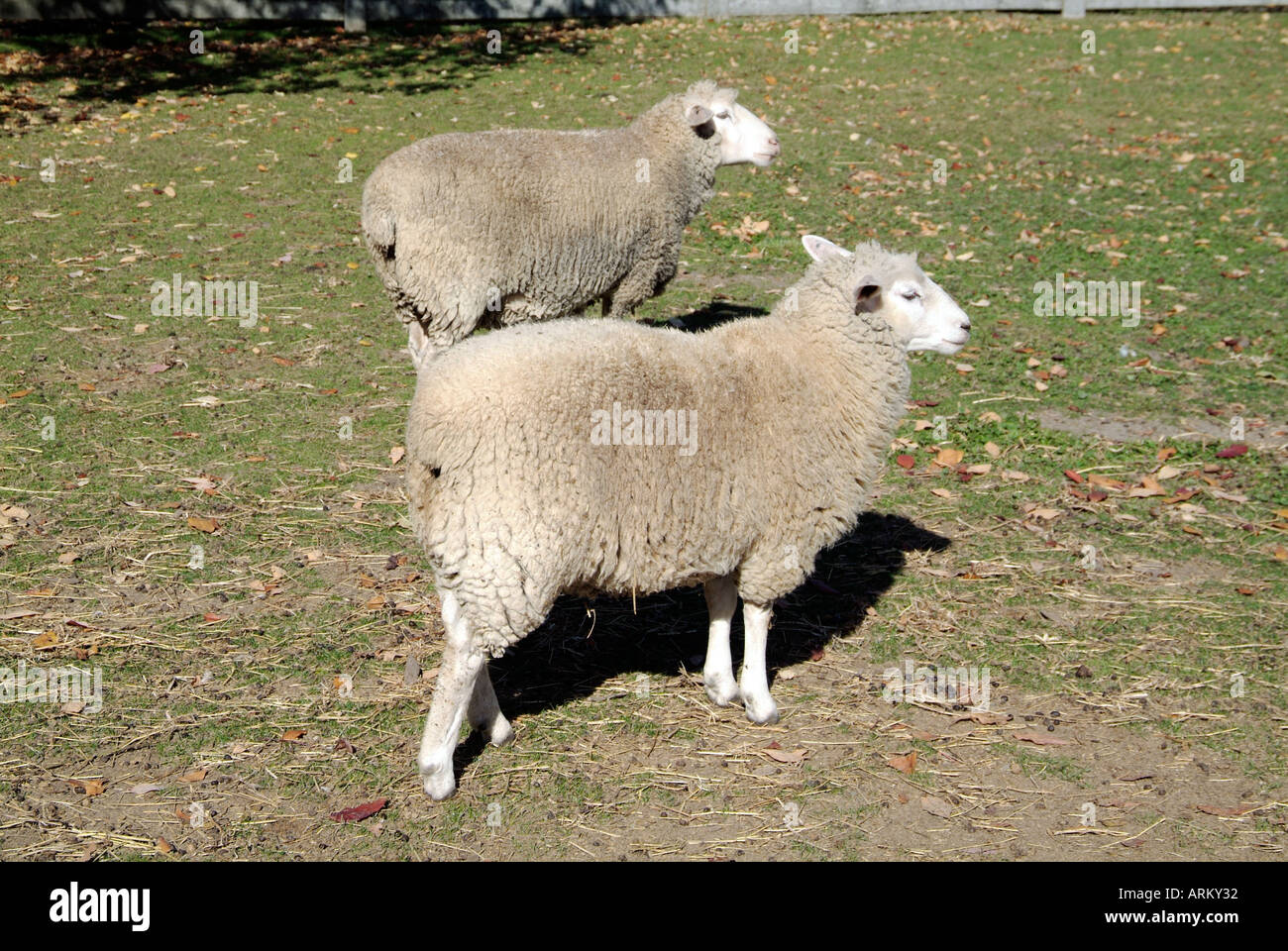 Domestic Sheep lamb Stock Photo - Alamy